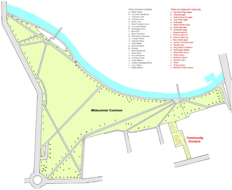Tree Map – Common and Orchard – Friends of Midsummer Common